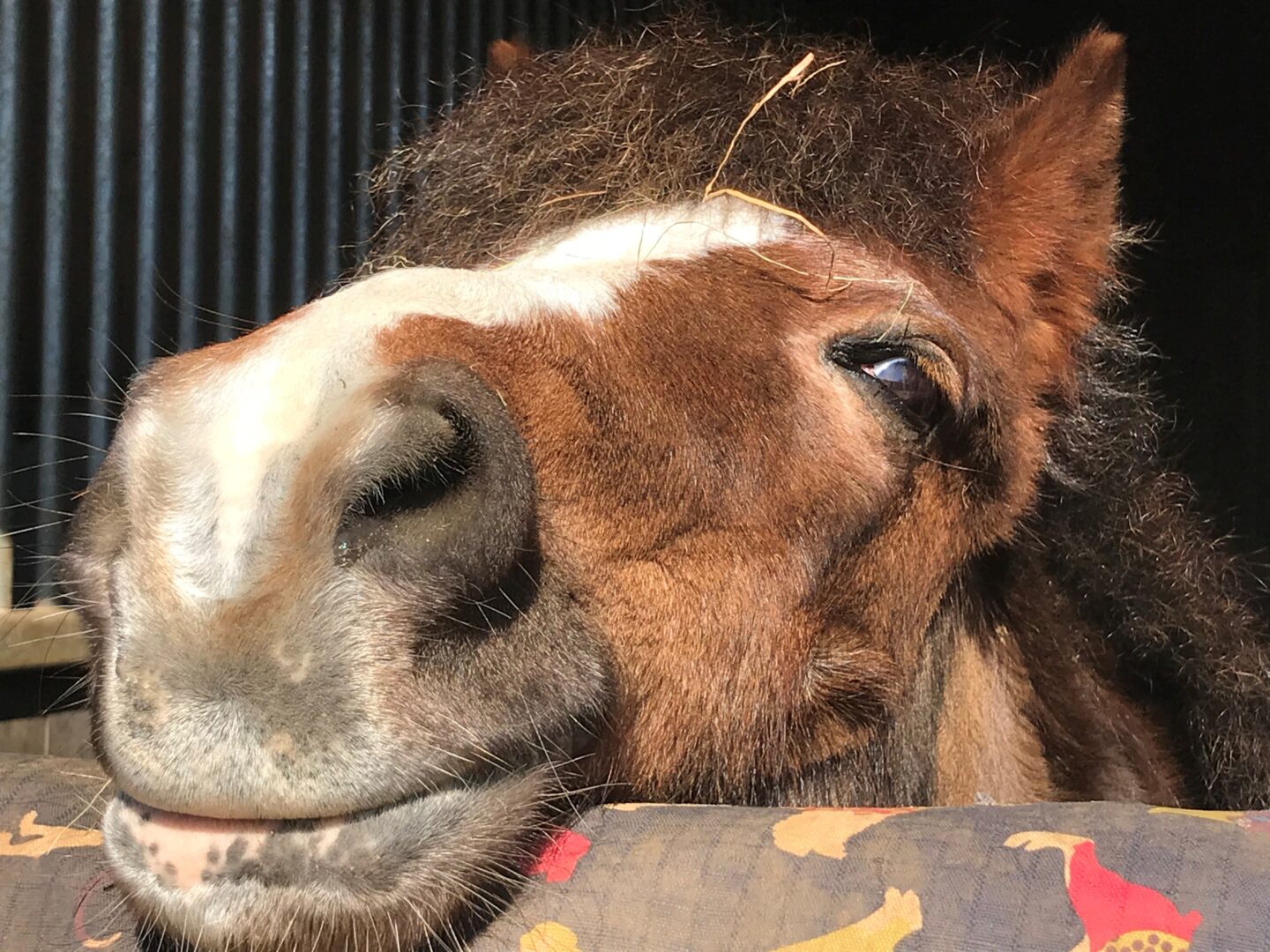 Gallery – Foxcote House Livery Yard & Riding School