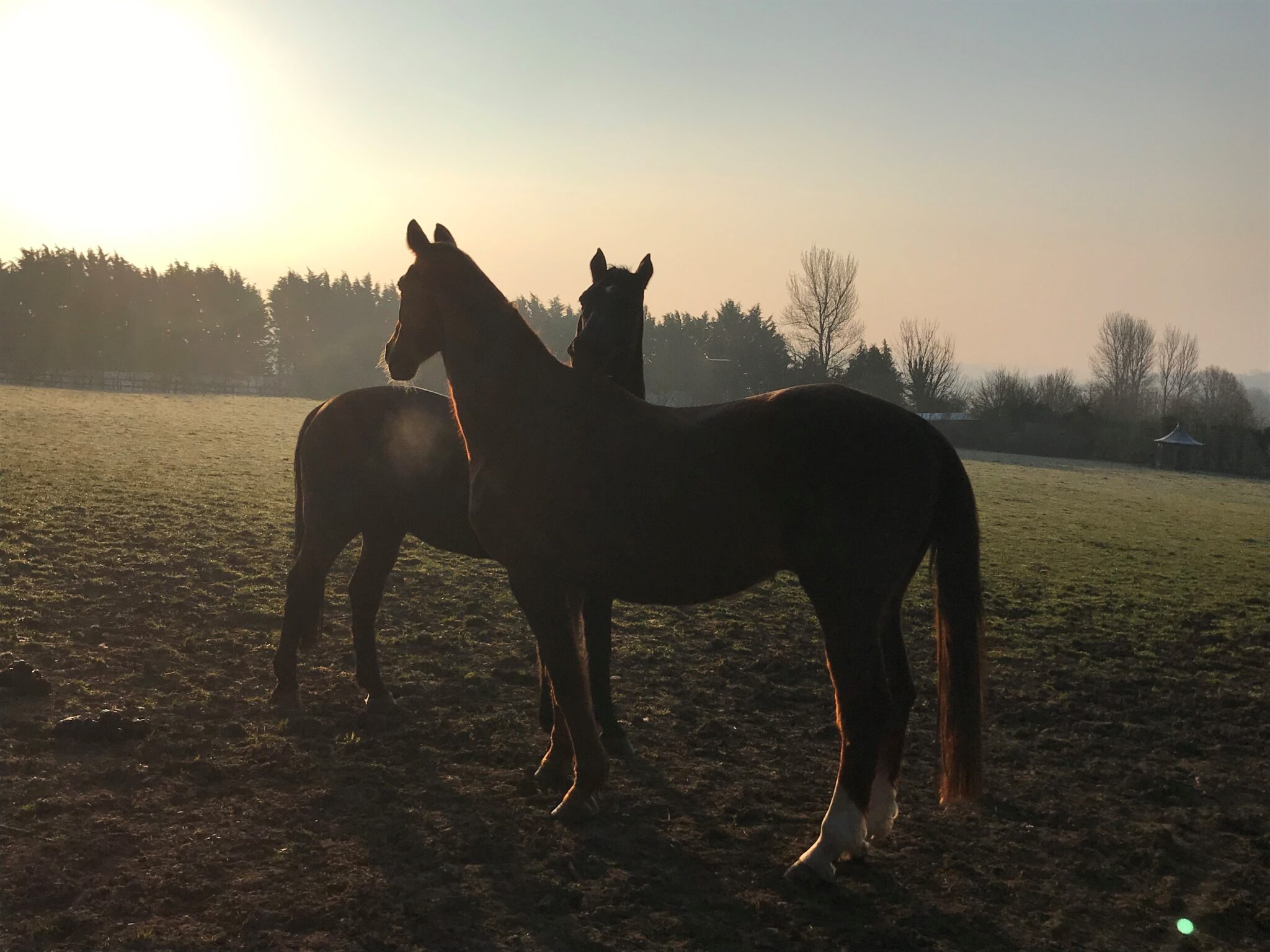 Foxcote House Livery Yard & Riding School