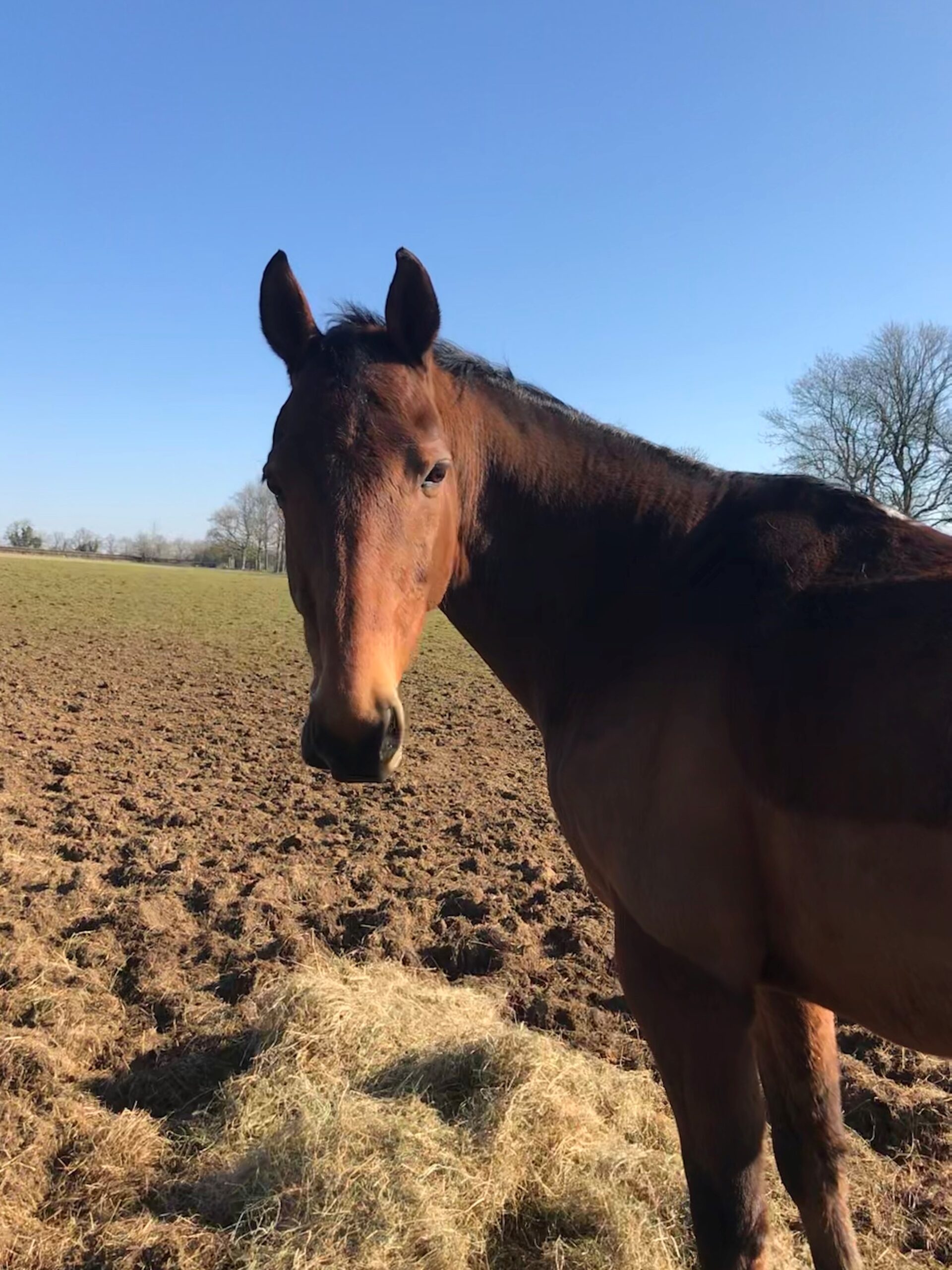 Lessons – Foxcote House Livery Yard & Riding School